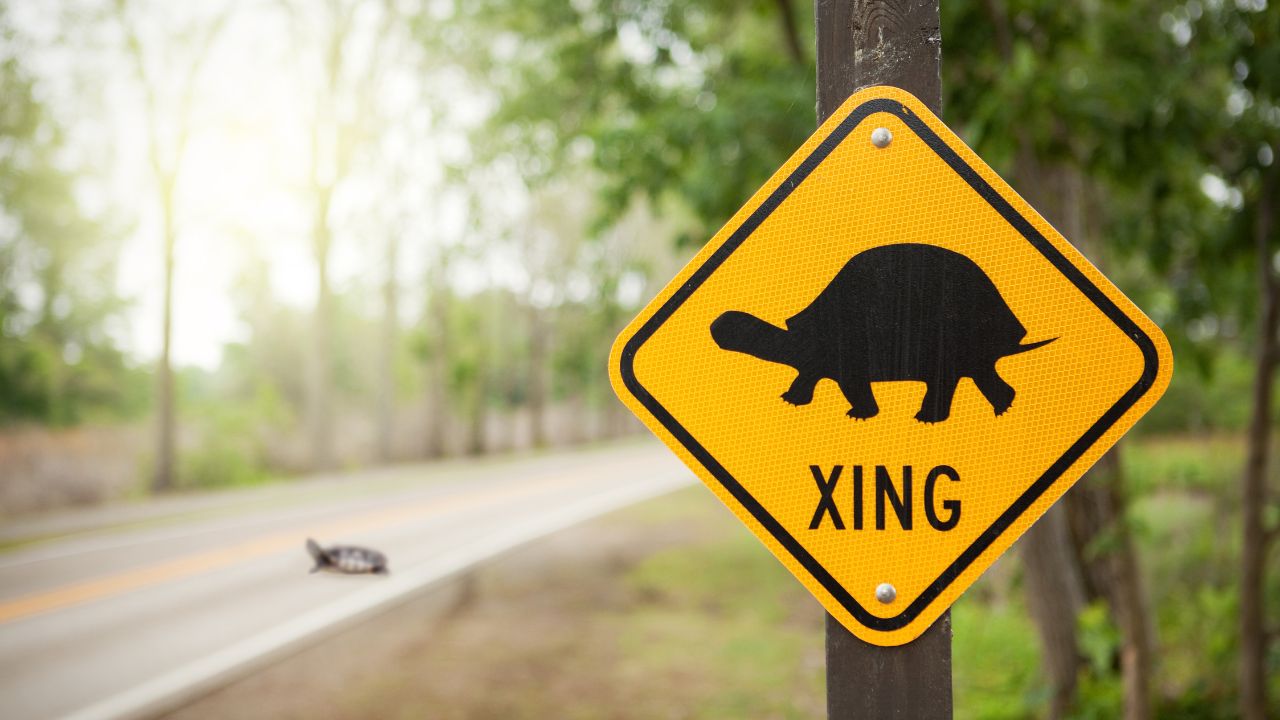 What Does It Mean When A Turtle Crosses Your Path? – The Turtle Hub