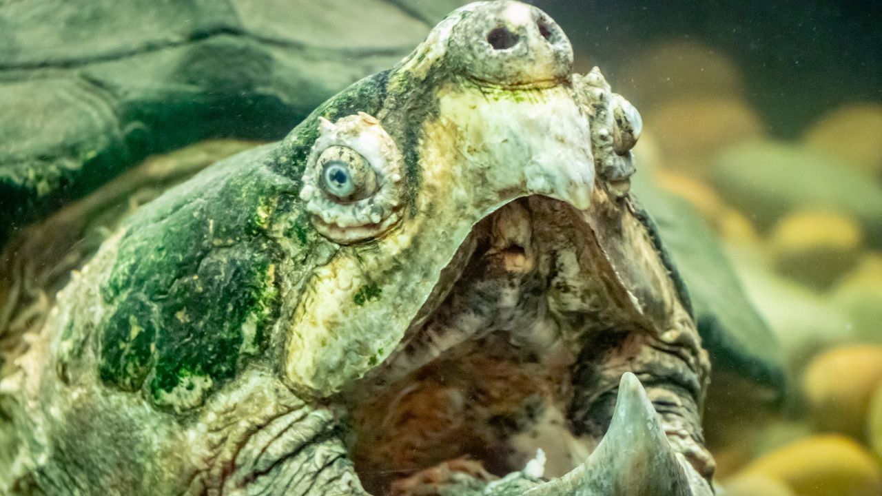 Are Snapping Turtles Dangerous? [Facts You Must Know] – The Turtle Hub