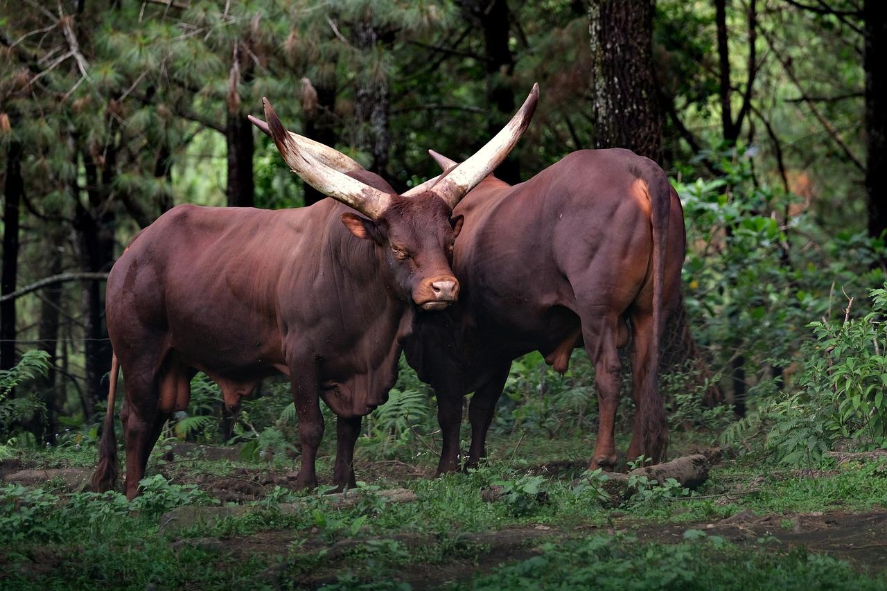 5 Fun Facts Watusi: A Breed of Cattle Like No Other! - Mara River ...