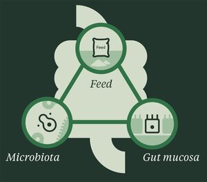 "Gut health" in animals, the ubiquitous term in animal nutrition - Feed ...