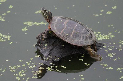 Types Of Painted Turtles [Explained With Pictures] – The Turtle Hub