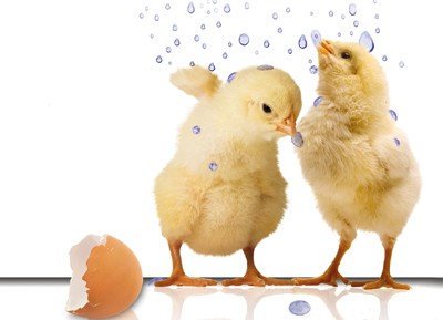 A success story in PoultryStar® Hatchery: Antibiotic-free and healthy ...
