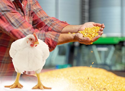 Nutrase Xyla HS:Put the best in, get the most out - Feed & Additive ...