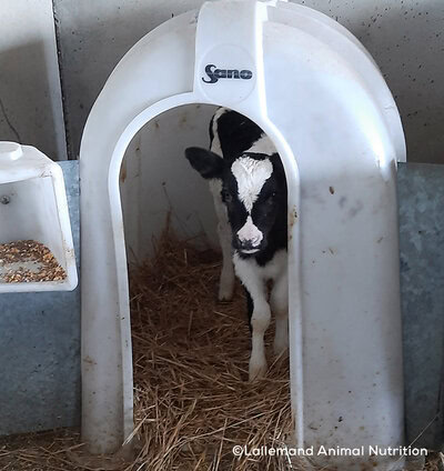 Ensuring calves immunity, role of gut maturation and nutrition - Feed ...