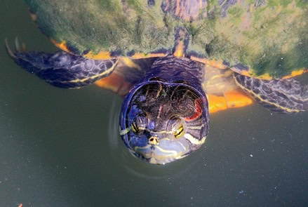 My Turtle’s Eyes Won’t Open: What To Do? – The Turtle Hub