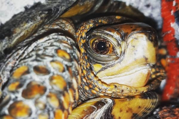 Box Turtle Full Size: How Big Can They Get? – The Turtle Hub