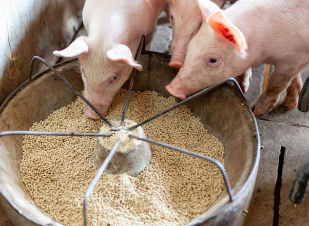 Measuring the environmental footprint of animal farming - Feed ...