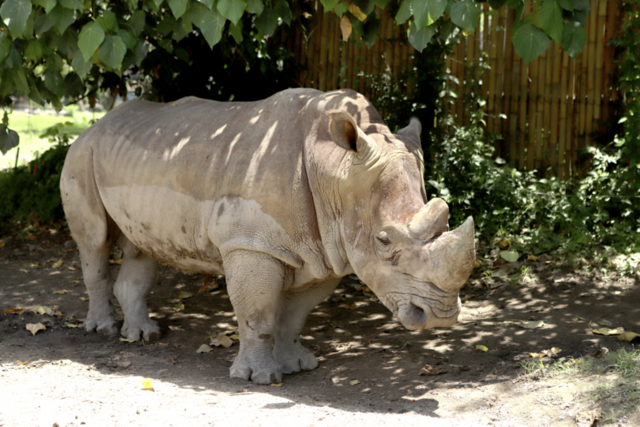 White Rhinoceros Facts - Mara River Safari Lodge