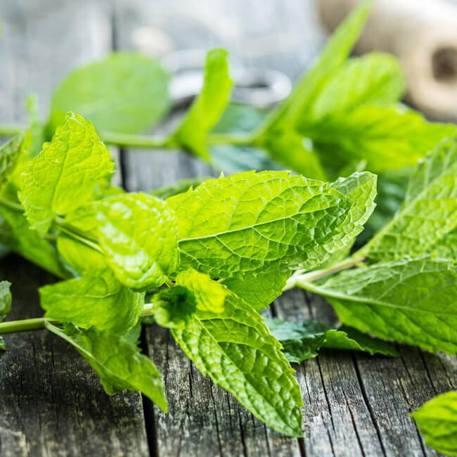 Nane Yağı Satışı | Doğal Nane Yağı Uygun Fiyatlarla - Sultansha.com