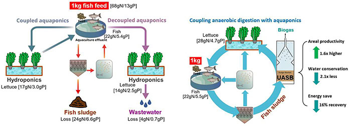 Researchers offer proof of concept for new aquaponics system - Feed ...