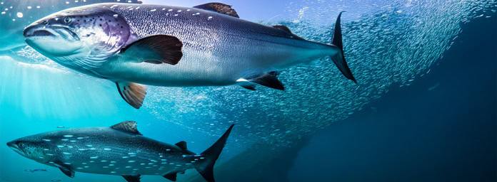 The potential role of TMAO in mitigating fish health challenges during ...