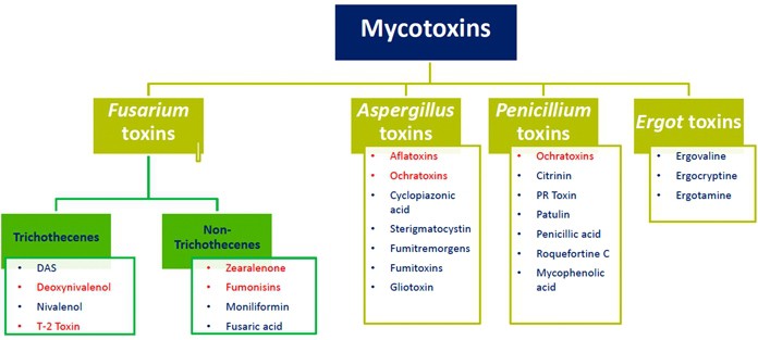 Global Mycotoxin Review: 2020 ANALYSIS AND OUTLOOK FOR 2021 - Feed ...