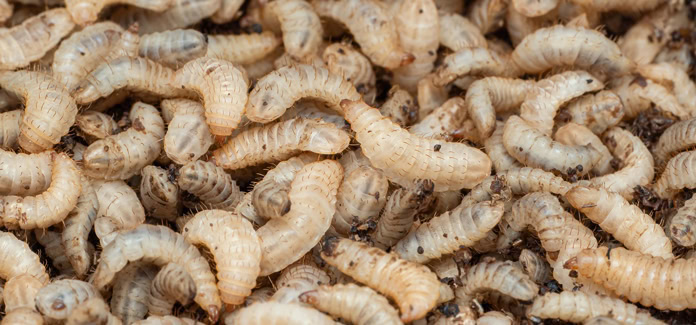 How BSF is ‘closing the loop’ by building a zero-waste food system ...