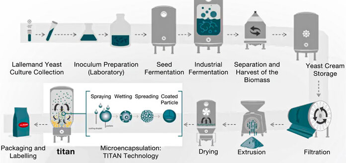 Safeguarding probiotics in ruminant feed production - Feed & Additive ...