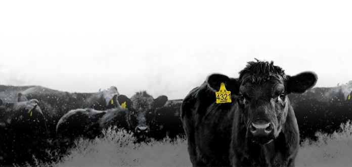 RFID tracking support for cattle health and nutrition - Feed & Additive ...