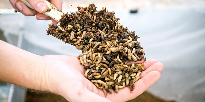 Unlocking the real value of insect meal - Feed & Additive Magazine