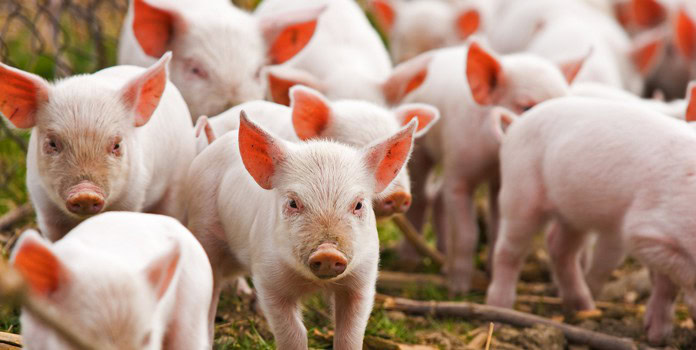 Suckling piglets: Are there alternatives to iron injections? - Feed ...