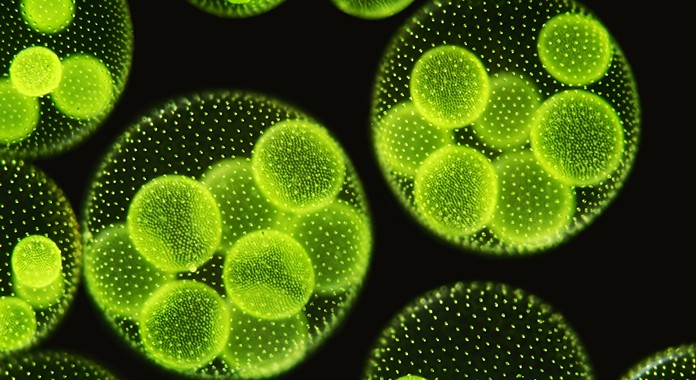 Microalgae as a sustainable and valuable feed ingredient - Feed ...