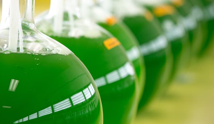 The promising future of animal nutrition in hands of microalgae! - Feed ...