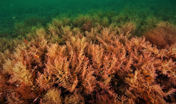 Asparagopsis Seaweed: Nature’s answer to livestock methane - Feed ...