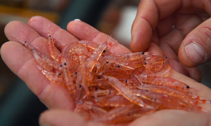Aker BioMarine: Krill meal supports better aquaculture outcomes during ...