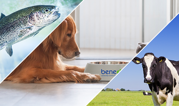 BENEO extends animal nutrition portfolio with faba bean ingredients ...
