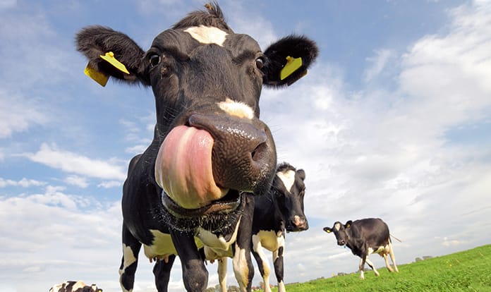 Berg + Schmidt to share benefits of rumen-protected sugar ...