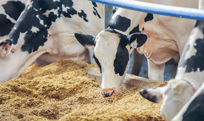 Elanco agrees with dsm-firmenich for Bovaer's North American ...