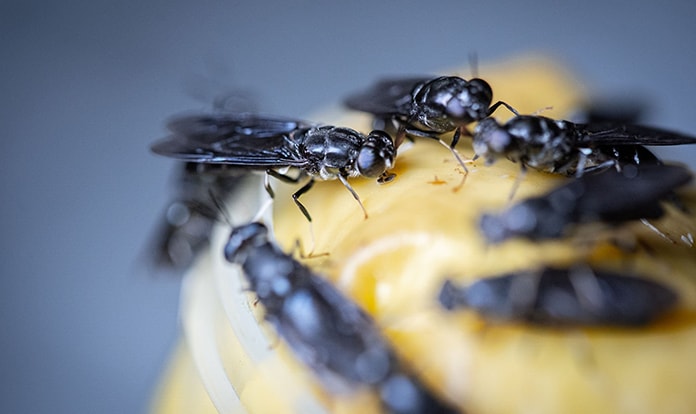 Enorm Biofactory to build largest insect factory in Scandinavia - Feed ...