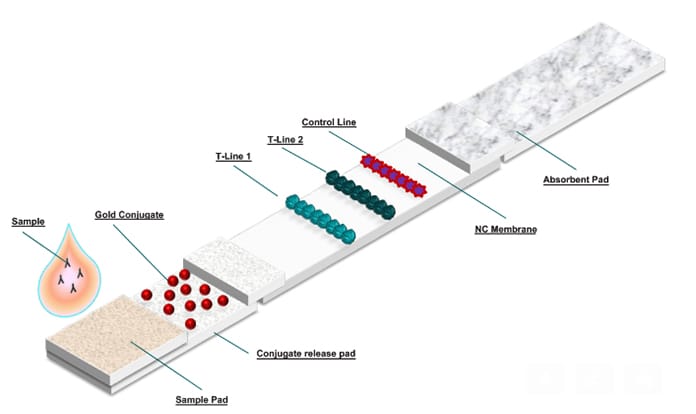 FOLIUM Science to launch lateral flow test for Salmonella - Feed ...