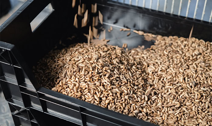German companies team up for insect farming - Feed & Additive Magazine