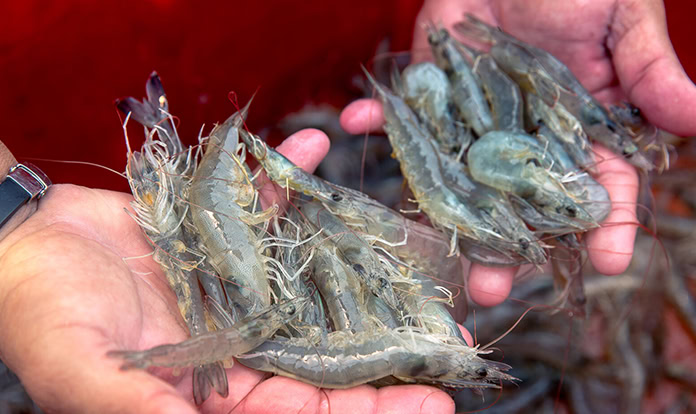 INVE Aquaculture: We feed one out of three farmed shrimp worldwide ...