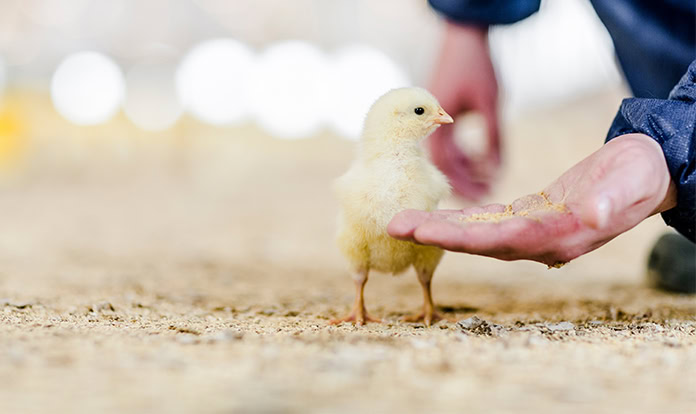 Join Cargill Animal Nutrition and Health at ESPN 2025 and Discover Our ...