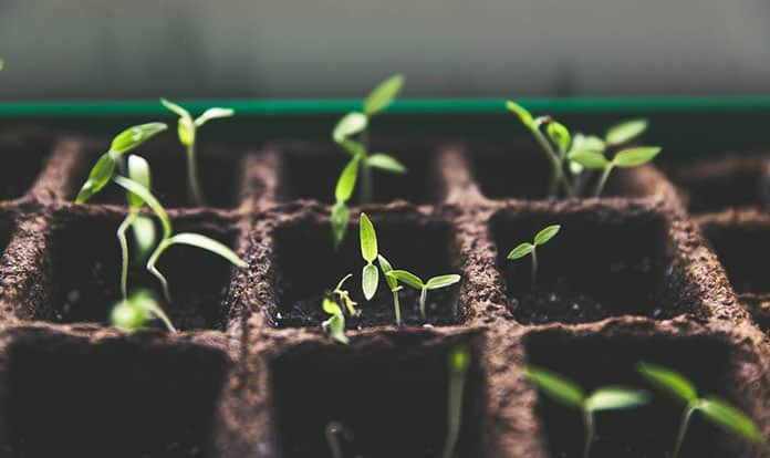 New EU regulation paves the way for insect industry - Feed & Additive ...