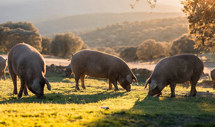 USDA gives awards to support antimicrobial resistance dashboard tools ...