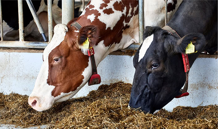 dsm-firmenich receives UK approval for Bovaer - Feed & Additive Magazine