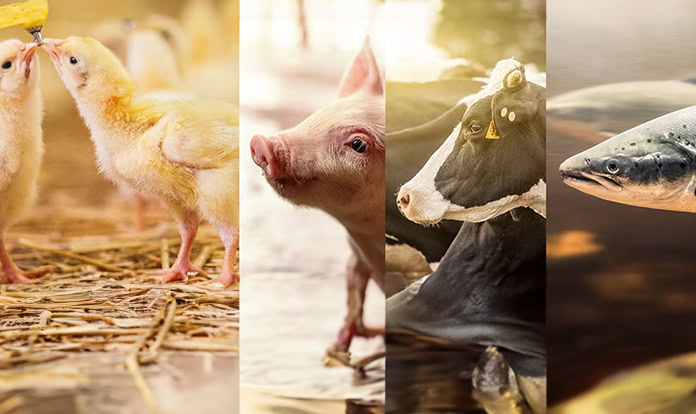 dsm-firmenich to separate out Animal Nutrition & Health business from ...