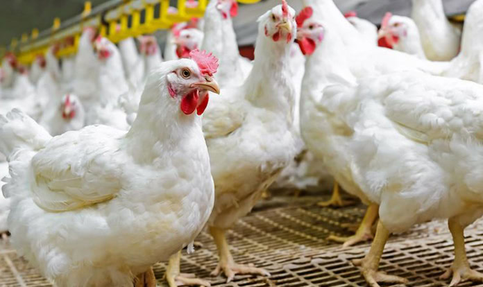 Evonik antibiyotikleri azaltmak için mikrobiyal konsorsiyum ... Evonik antibiyotikleri azaltmak için mikrobiyal konsorsiyum ...