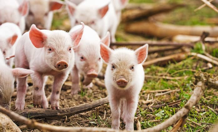 Rice ingredients support piglet performance - Feed & Additive Magazine