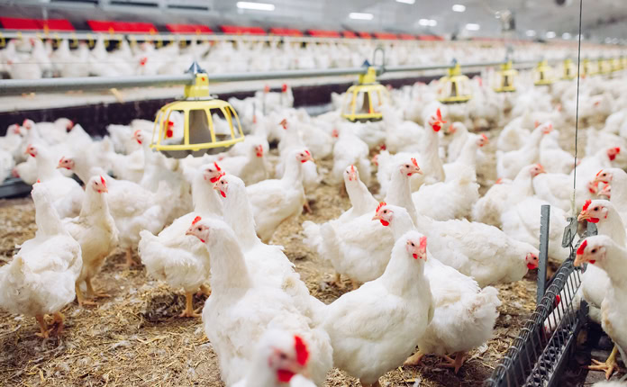 Phytogenic feed additives for a more resilient poultry production ...