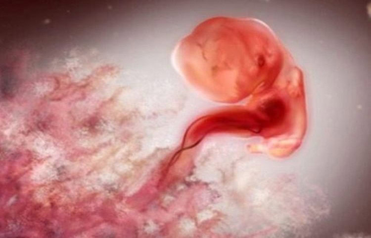 2 semana de gestação - o que acontece? informações importantes!