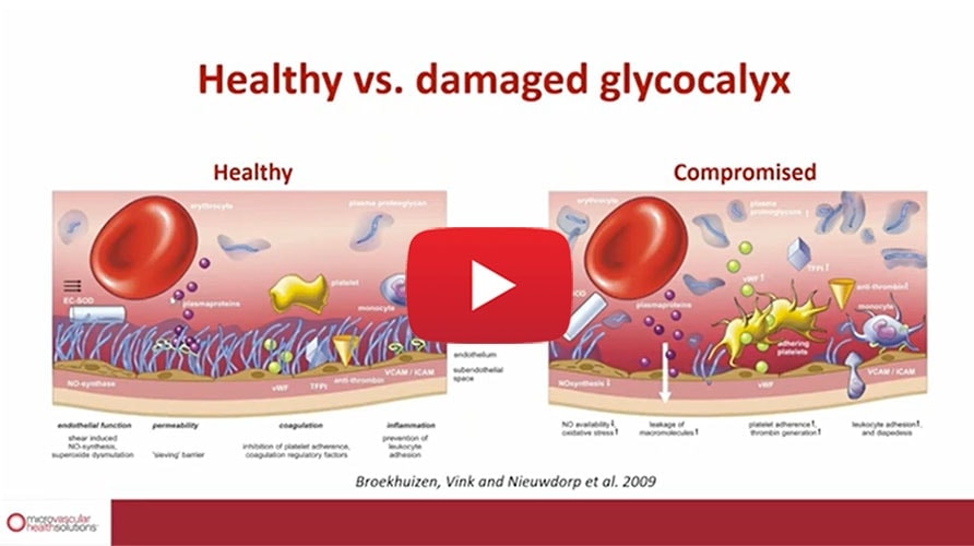 Endocalyx Pro, GlycoCheck, and Glycocalyx Science Videos - Microvascular