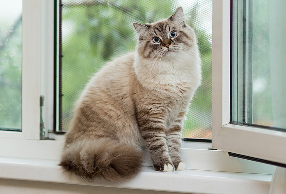 Modular Outdoor Cat Enclosure Kits - Modern Cat