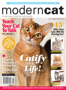 Newsletter - Modern Cat