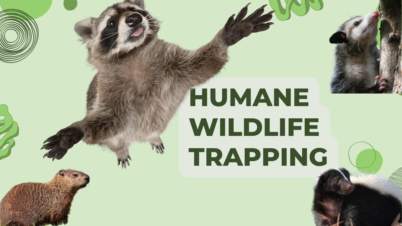 Humane Wildlife Trapping Explained - Pest Protection Plus inc. Humane Wildlife Trapping Explained - Pest Protection Plus inc.