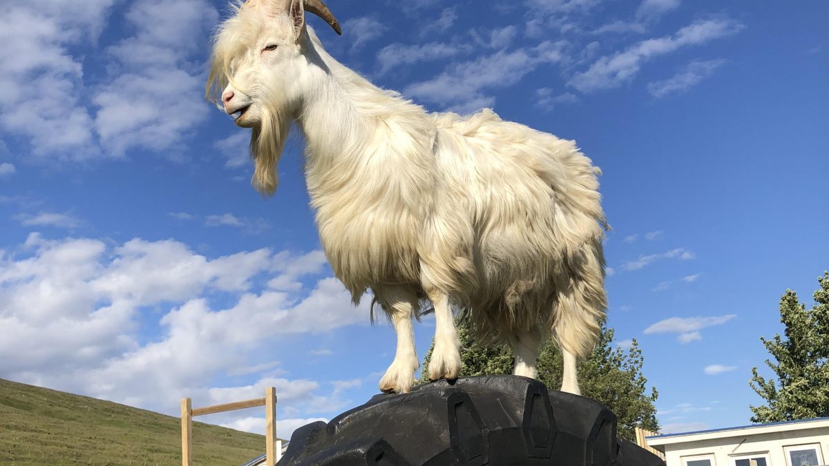 The Icelandic goat is the GOAT! - visit this family friendly farm
