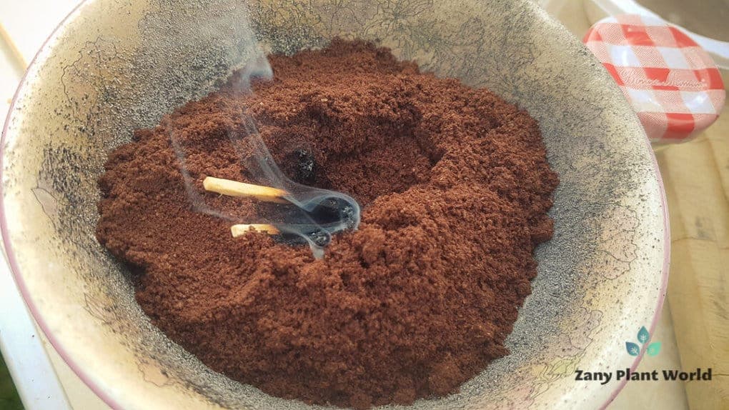 Coffee For Plants: 6 Benefits And How To Best Use It In The Garden