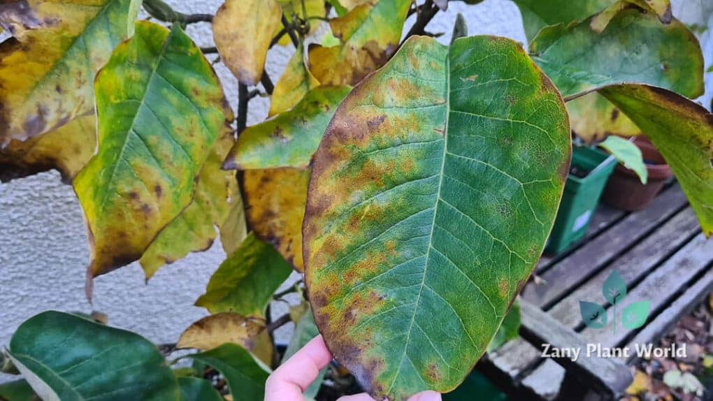 How To Identify And Fix Nutrient Deficiency In Plants