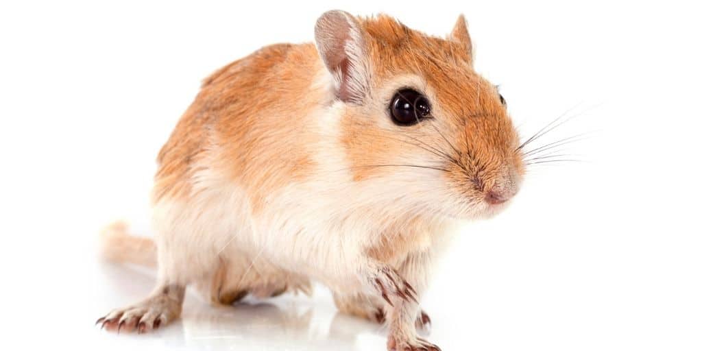 Gerbils Archives - Little Furry Pets