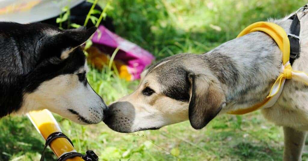 How to introduce dogs - YDoWeLovePets